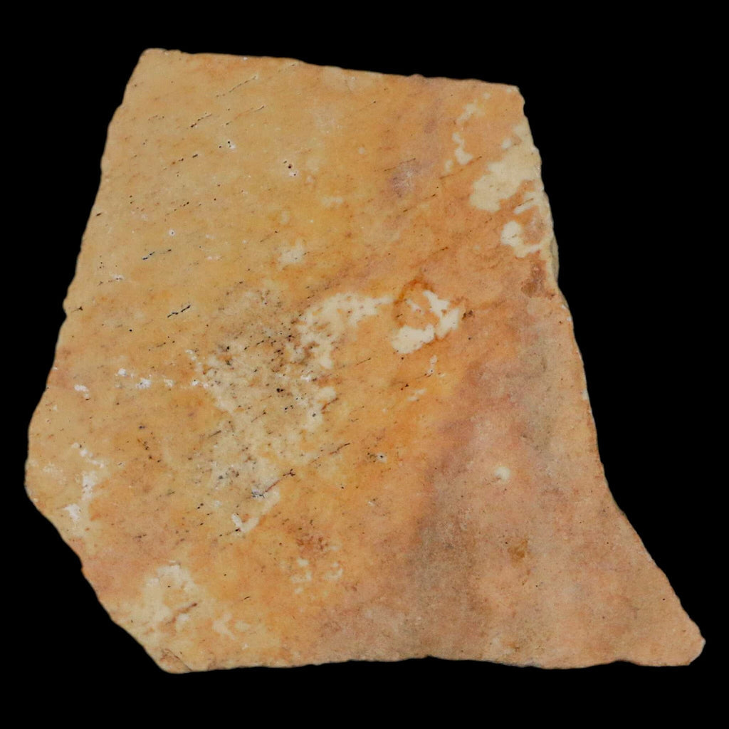 24 Elephant Bird Aepyornis Maximus Egg Shell Specimen Late Pleistocene ...
