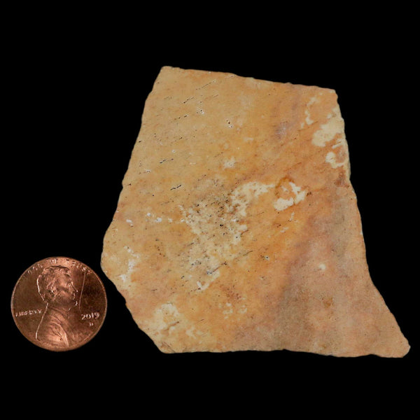 24 Elephant Bird Aepyornis Maximus Egg Shell Specimen Late Pleistocene ...