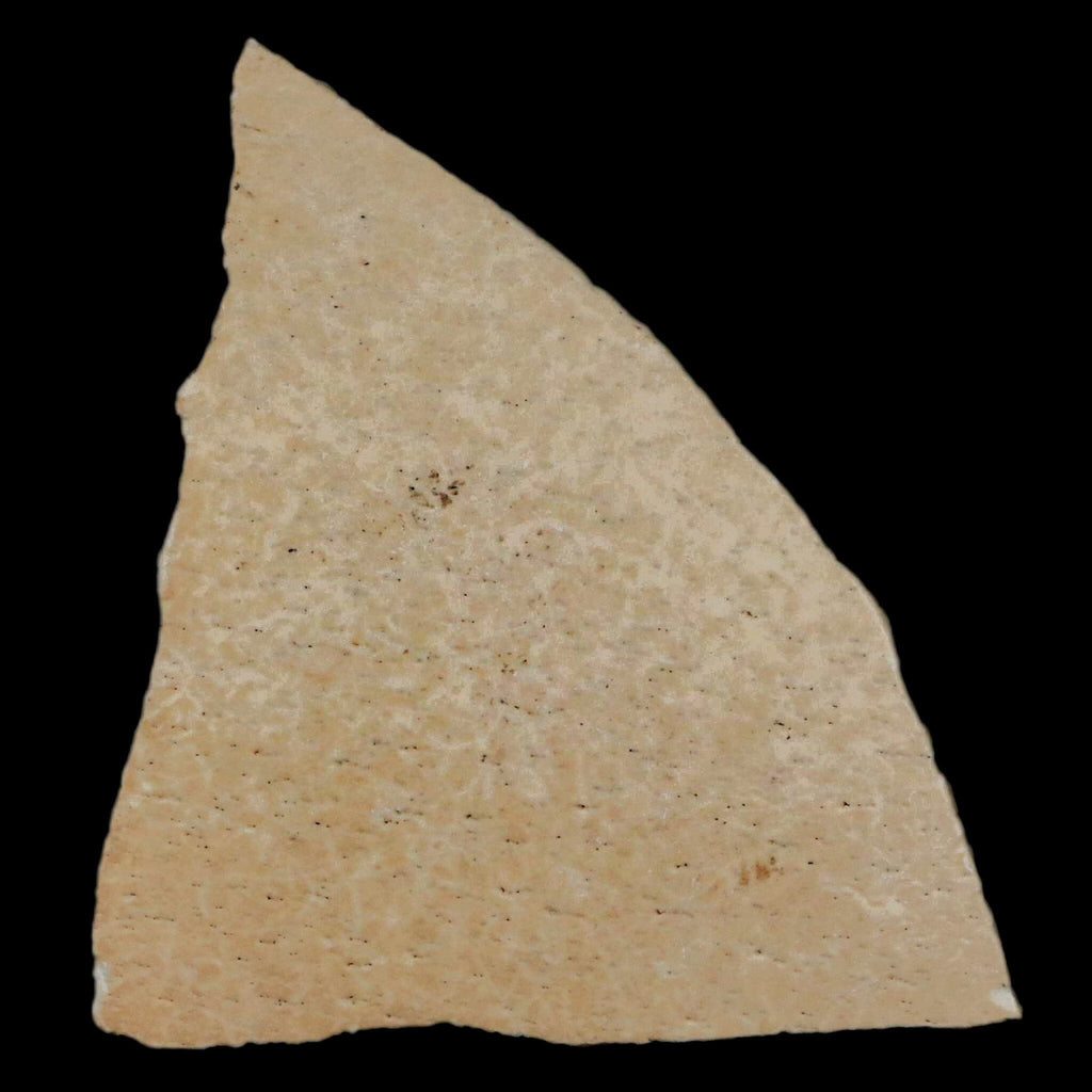 24 Elephant Bird Aepyornis Maximus Egg Shell Specimen Late Pleistocene ...