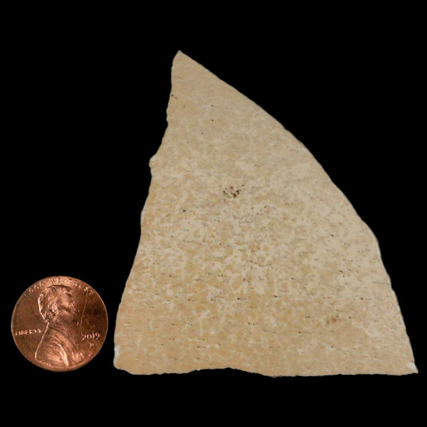 24 Elephant Bird Aepyornis Maximus Egg Shell Specimen Late Pleistocene ...