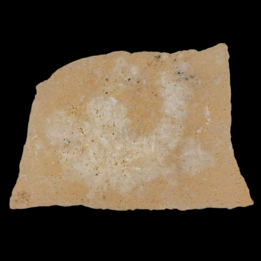 27 Elephant Bird Aepyornis Maximus Egg Shell Specimen Late Pleistocene ...