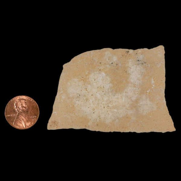 27 Elephant Bird Aepyornis Maximus Egg Shell Specimen Late Pleistocene ...