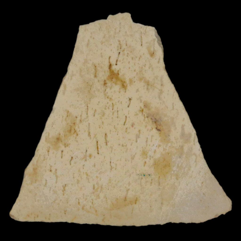25 Elephant Bird Aepyornis Maximus Egg Shell Specimen Late Pleistocene ...