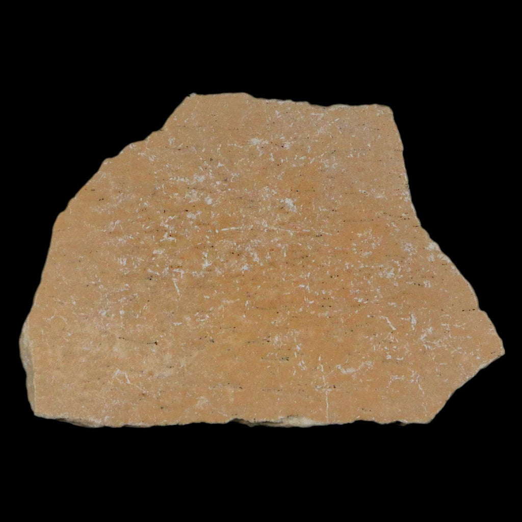 25 Elephant Bird Aepyornis Maximus Egg Shell Specimen Late Pleistocene ...