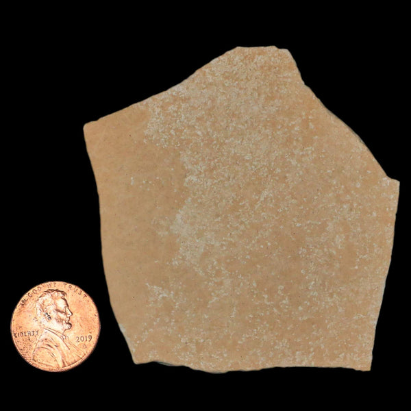 27 Elephant Bird Aepyornis Maximus Egg Shell Specimen Late Pleistocene ...