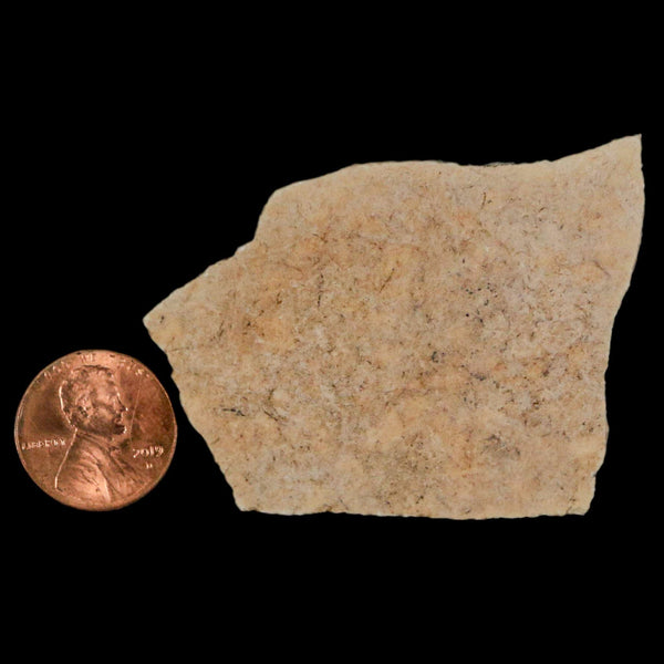 23 Elephant Bird Aepyornis Maximus Egg Shell Specimen Late Pleistocene ...