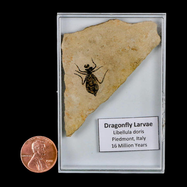 07 Dragonfly Larvae Fossil Libellula Doris Plate Upper Miocene Piedmont ...