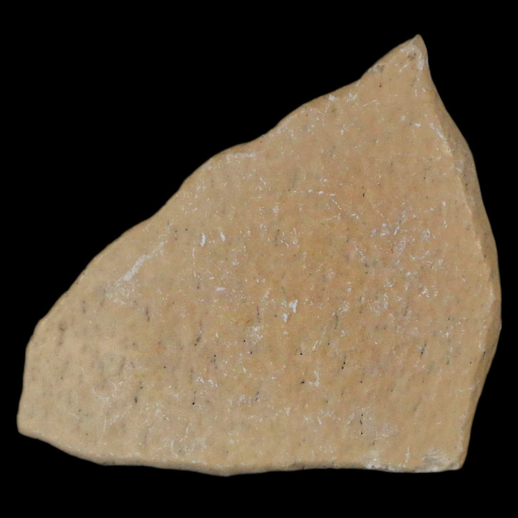 25 Elephant Bird Aepyornis Maximus Egg Shell Specimen Late Pleistocene ...