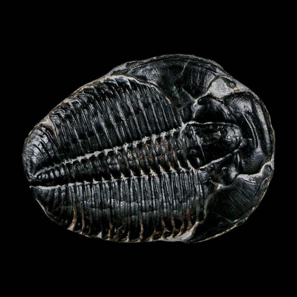 15 Elrathia Kingi Trilobite Fossil Utah Cambrian Age 521 Million Years ...