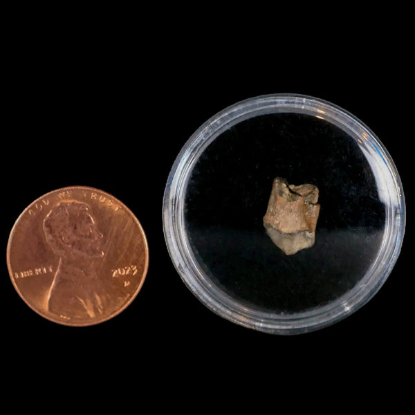 0.4" Bambi Raptor Fossil Toe Bone Cretaceous Dinosaur Judith River FM ...