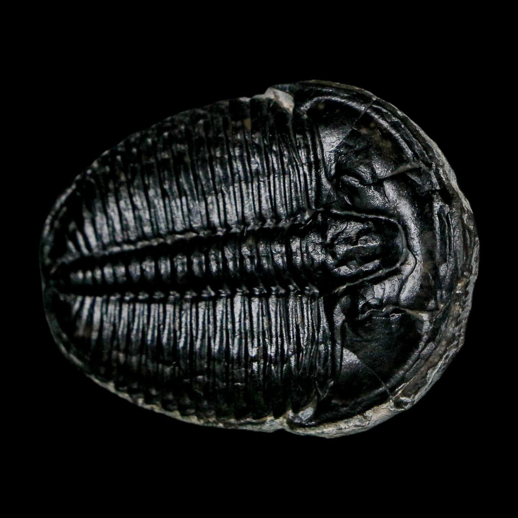 14 Elrathia Kingi Trilobite Fossil Utah Cambrian Age 521 Million Years ...