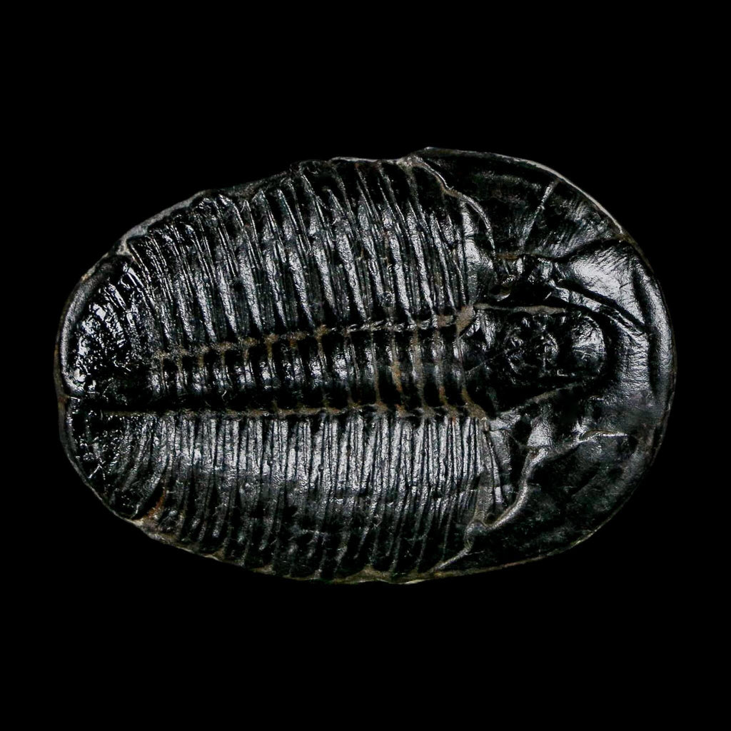 15 Elrathia Kingi Trilobite Fossil Utah Cambrian Age 521 Million Years ...