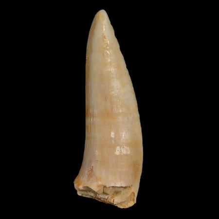 Enchodus Libycus Sabre Toothed Herring For Sale - Fossil Age Minerals