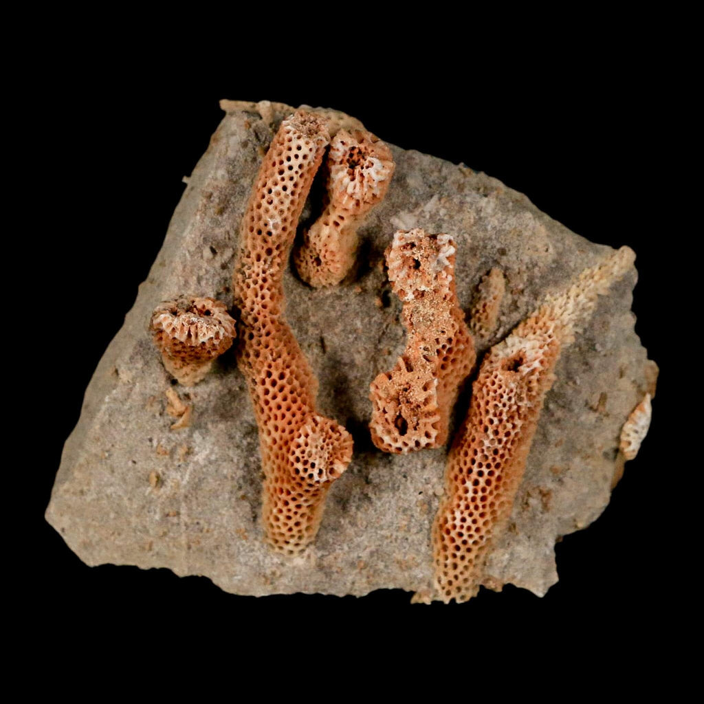 21 Thamnopora SP Coral Fossil Coral Reef Devonian Age Verde Valley Arizona