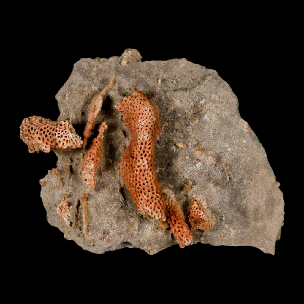 28 Thamnopora SP Coral Fossil Coral Reef Devonian Age Verde Valley Arizona