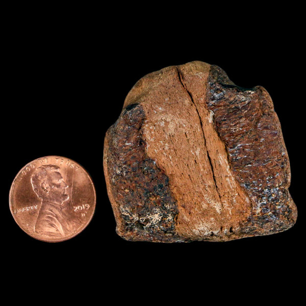 15 Mosasaur Fossil Jaw Section Cretaceous Dinosaur Era Texas Ozan FM COA