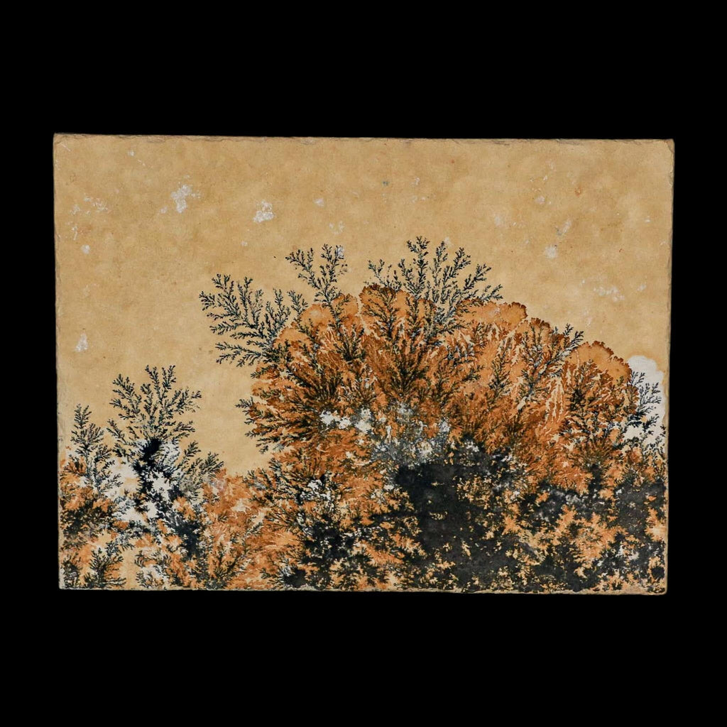 3.1" Pyrolusite Dendritic Limestone Solnhofen Upper Jurassic Age West ...