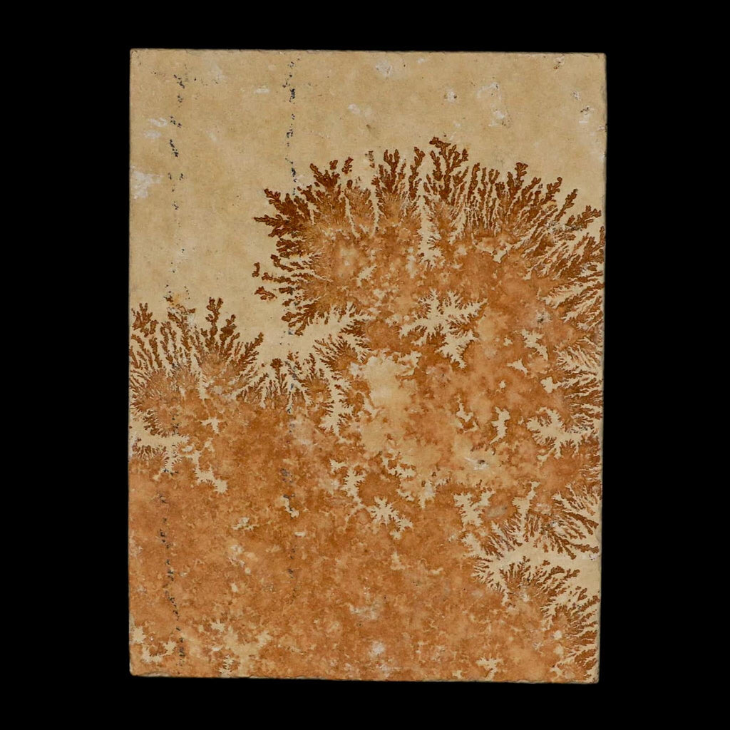 31 Pyrolusite Dendritic Limestone Solnhofen Upper Jurassic Age West Germany
