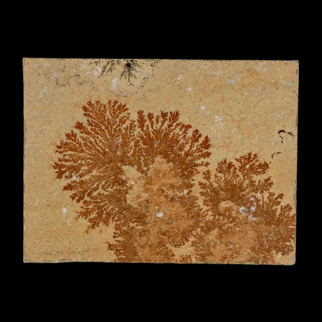 32 Pyrolusite Dendritic Limestone Solnhofen Upper Jurassic Age West Germany