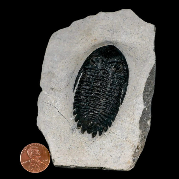 22 Metacanthina Issoumourensis Trilobite Fossil Devonian Age 400 Mil ...