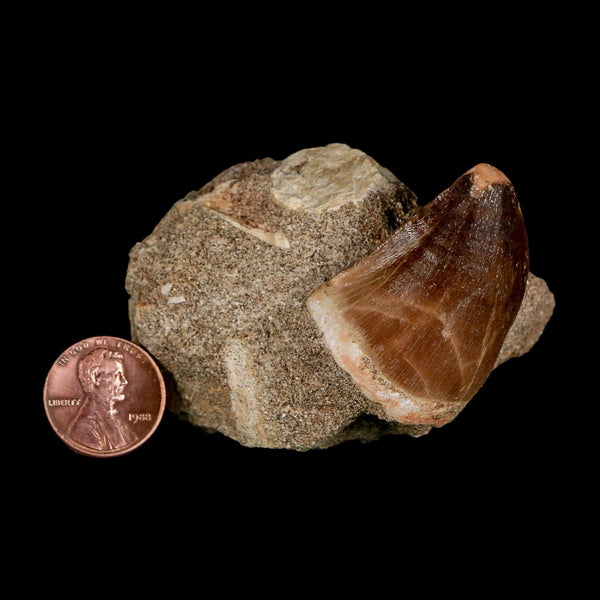 16 Mosasaur Prognathodon Fossil Tooth In Matrix Cretaceous Dinosaur Era COA