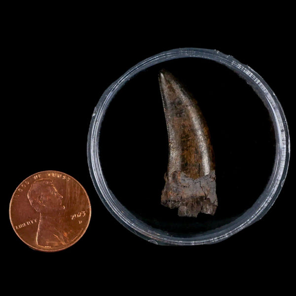 1.4" Nanotyrannus Tyrannosaurus Fossil Tooth Rooted Dinosaur Hell Creek ...