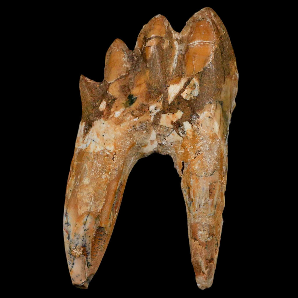 31 Basilosaurus Tooth Rooted Prehistoric Whale 34 Mil Yrs Old Late ...