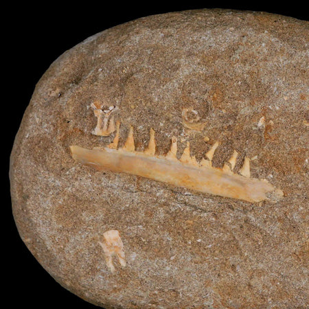 Enchodus Libycus Sabre Toothed Herring For Sale - Fossil Age Minerals