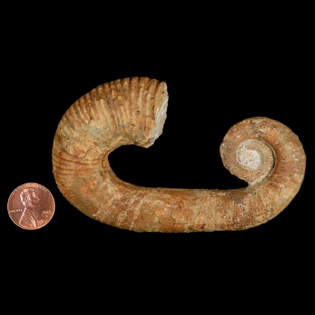 3.8" Heteromorph Rarest Of Fossil Ammonites Barremain Age Morocco ...