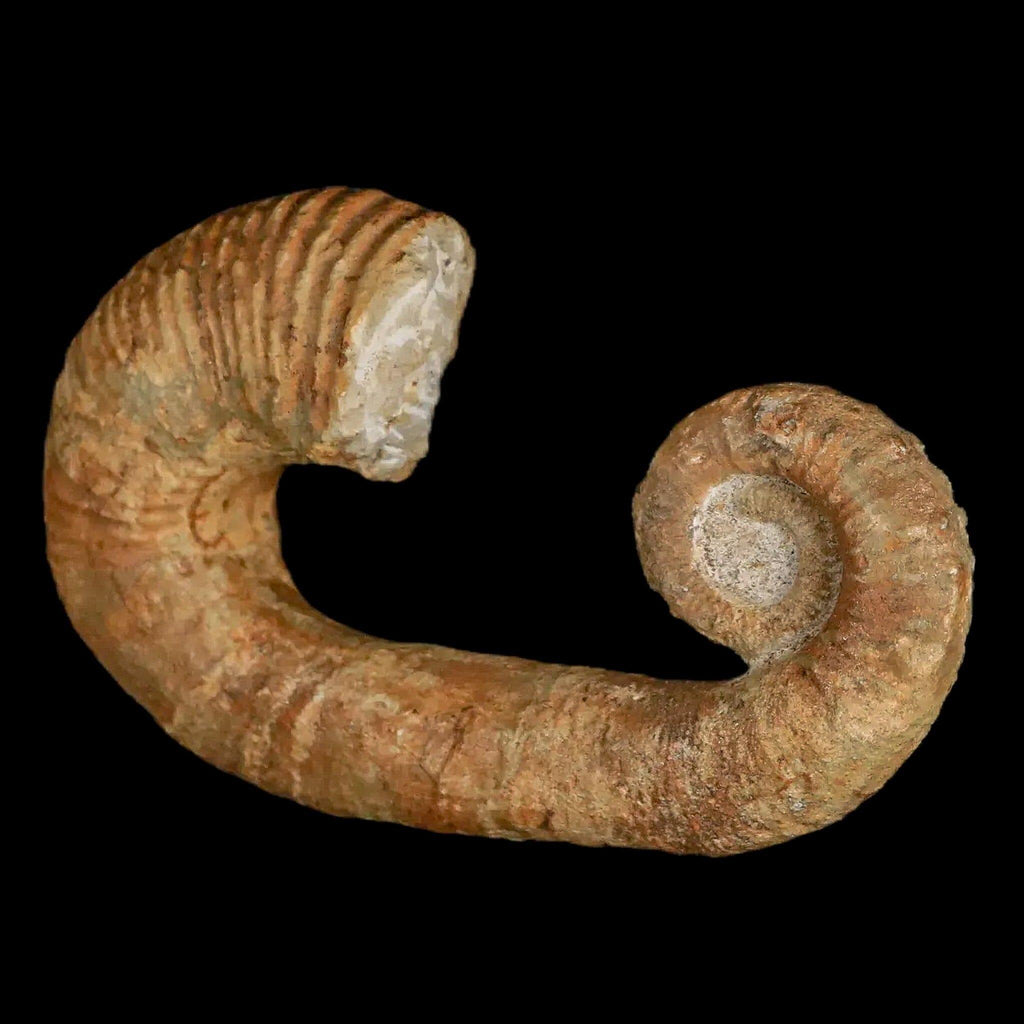3.8" Heteromorph Rarest Of Fossil Ammonites Barremain Age Morocco ...