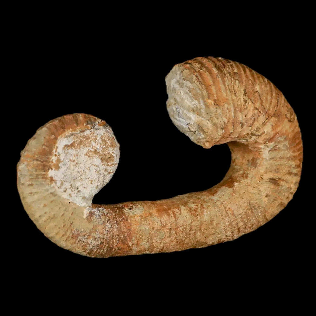 3.8" Heteromorph Rarest Of Fossil Ammonites Barremain Age Morocco ...