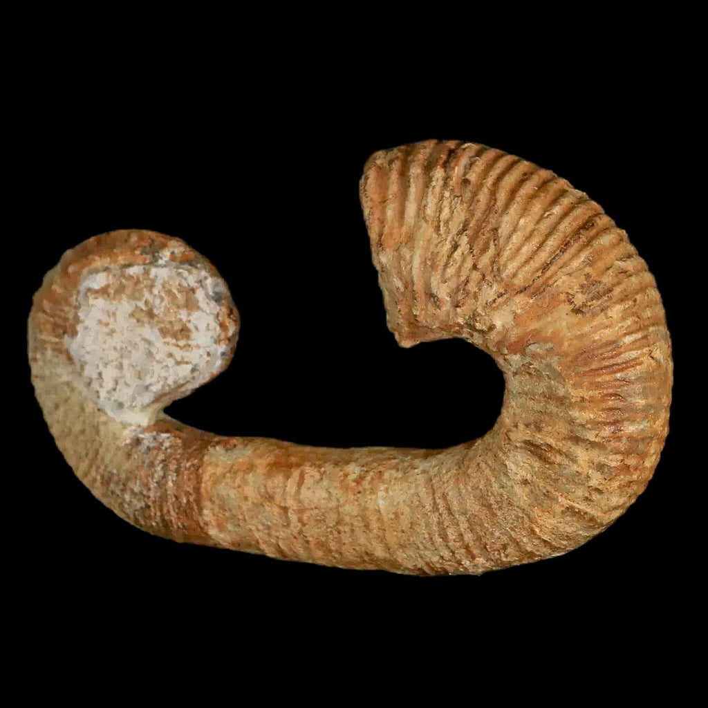 3.8" Heteromorph Rarest Of Fossil Ammonites Barremain Age Morocco ...