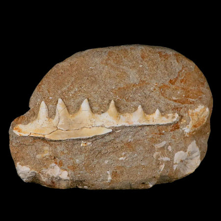 Enchodus Libycus Sabre Toothed Herring For Sale - Fossil Age Minerals