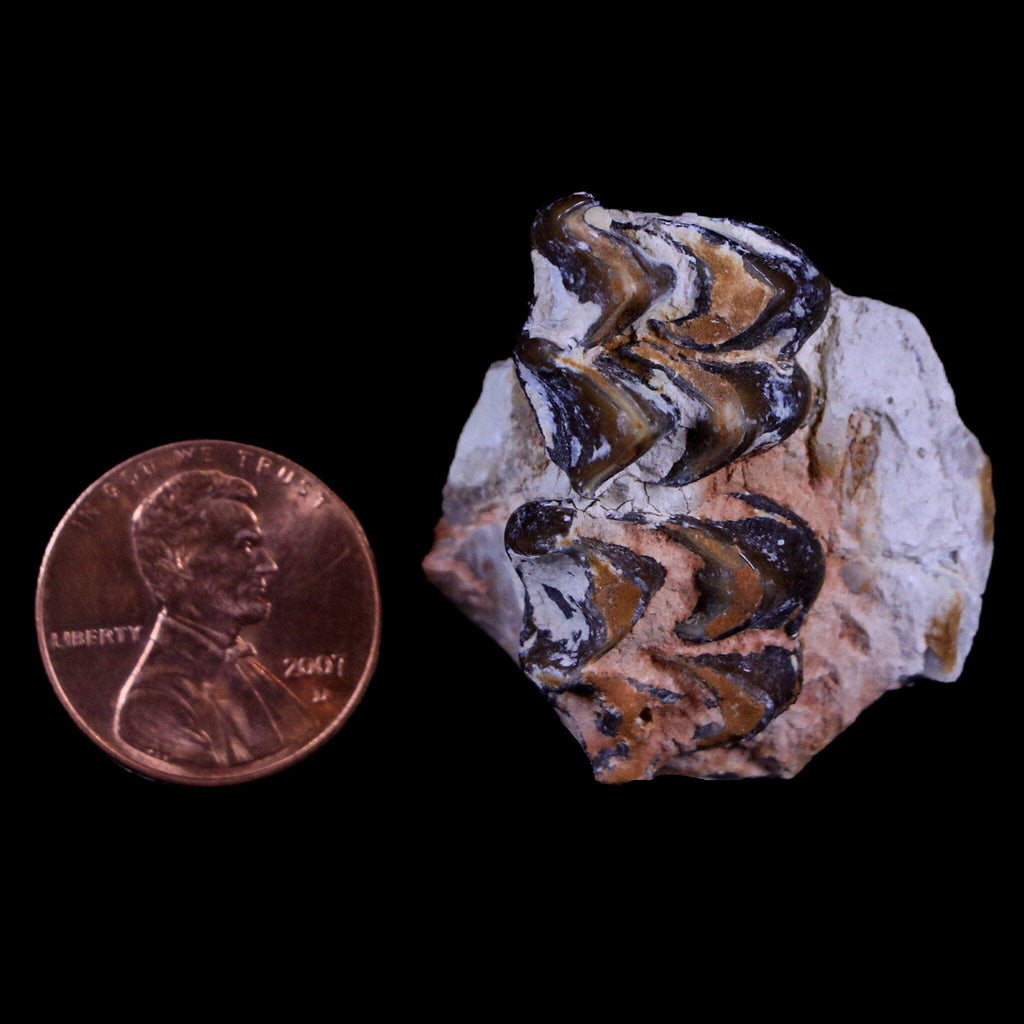 1.2" Oreodont Merycoidodon Fossil Jaw Tooth Bone Oligocene Age Badlands ...