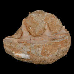 Enchodus Libycus Sabre Toothed Herring For Sale - Fossil Age Minerals