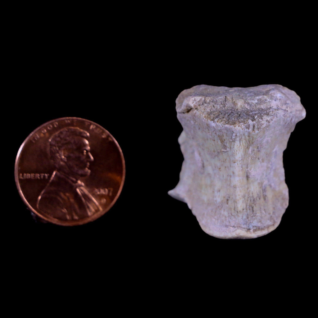 1" Oreodont Merycoidodon Fossil Vertebrae Bone Oligocene Age Badlands ...