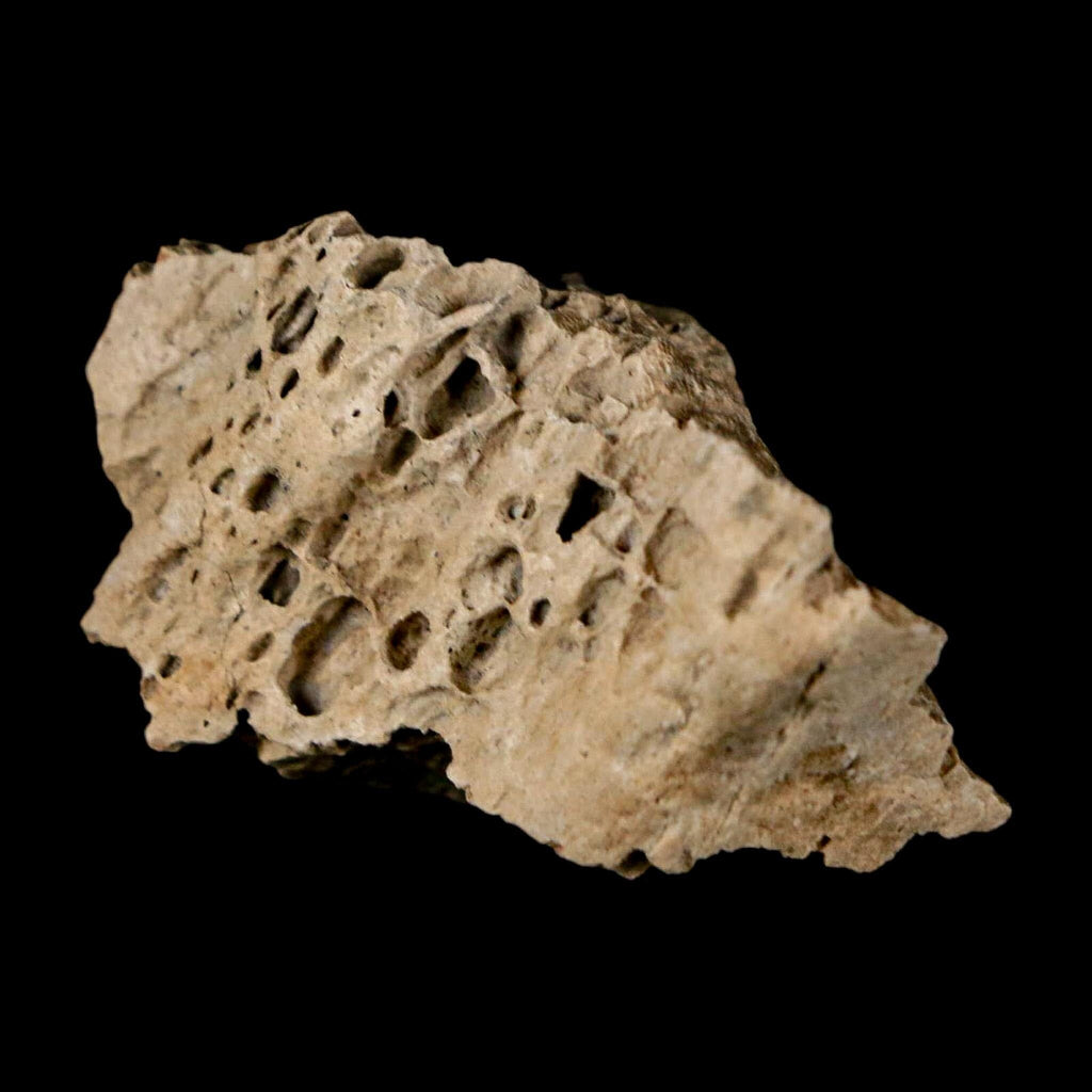 15 Tyrannosaurus Rex Fossil Bone Dinosaur Lance Creek Formation Wyoming COA