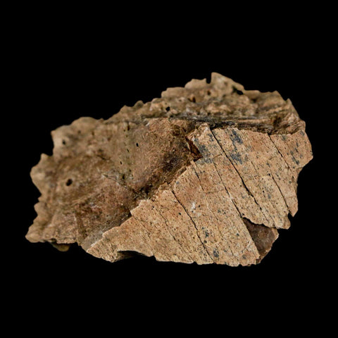 15 Tyrannosaurus Rex Fossil Bone Dinosaur Lance Creek Formation Wyoming COA