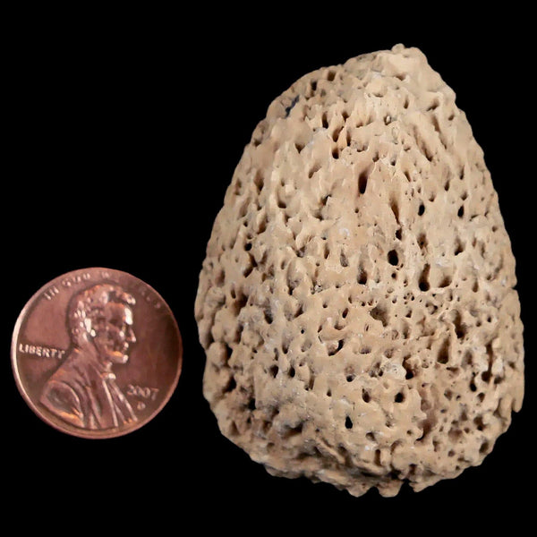 19 Glyptodon Fossil Osteoderm Spike Scute Plate Bony Armor Pleistocene ...