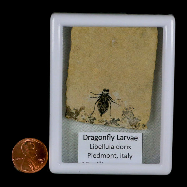 07 Dragonfly Larvae Fossil Libellula Doris Plate Upper Miocene Piemont ...