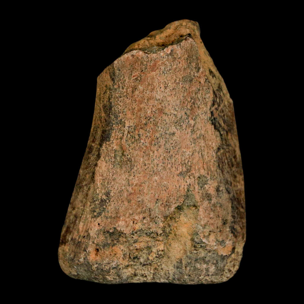 16 Juvenile Hadrosaur Duckbill Dinosaur Fossil Toe Bone Lance Creek FM ...