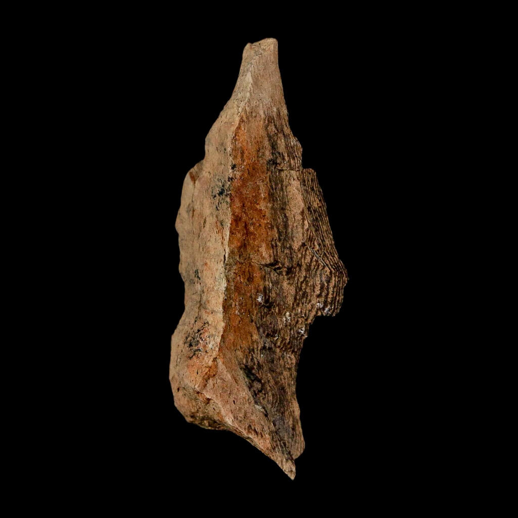 16 Tyrannosaurus Rex Fossil Bone Dinosaur Lance Creek Formation Wyoming COA