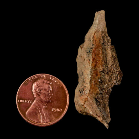 16 Tyrannosaurus Rex Fossil Bone Dinosaur Lance Creek Formation Wyoming COA