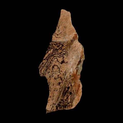 16 Tyrannosaurus Rex Fossil Bone Dinosaur Lance Creek Formation Wyoming COA