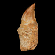 Fossil and Mineral Online Store | Dinosaur Fossils | Fossil Age Minerals