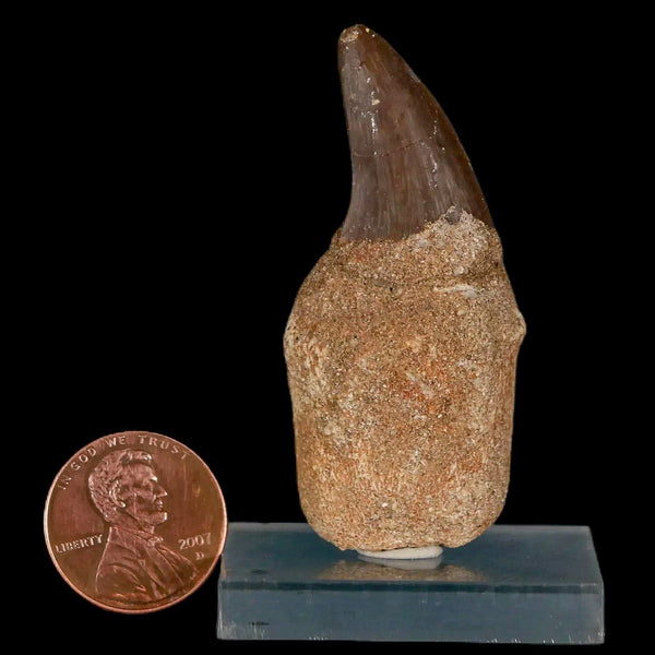 2.1" Mosasaur Prognathodon Fossil Tooth Rooted Cretaceous Dinosaur Era ...