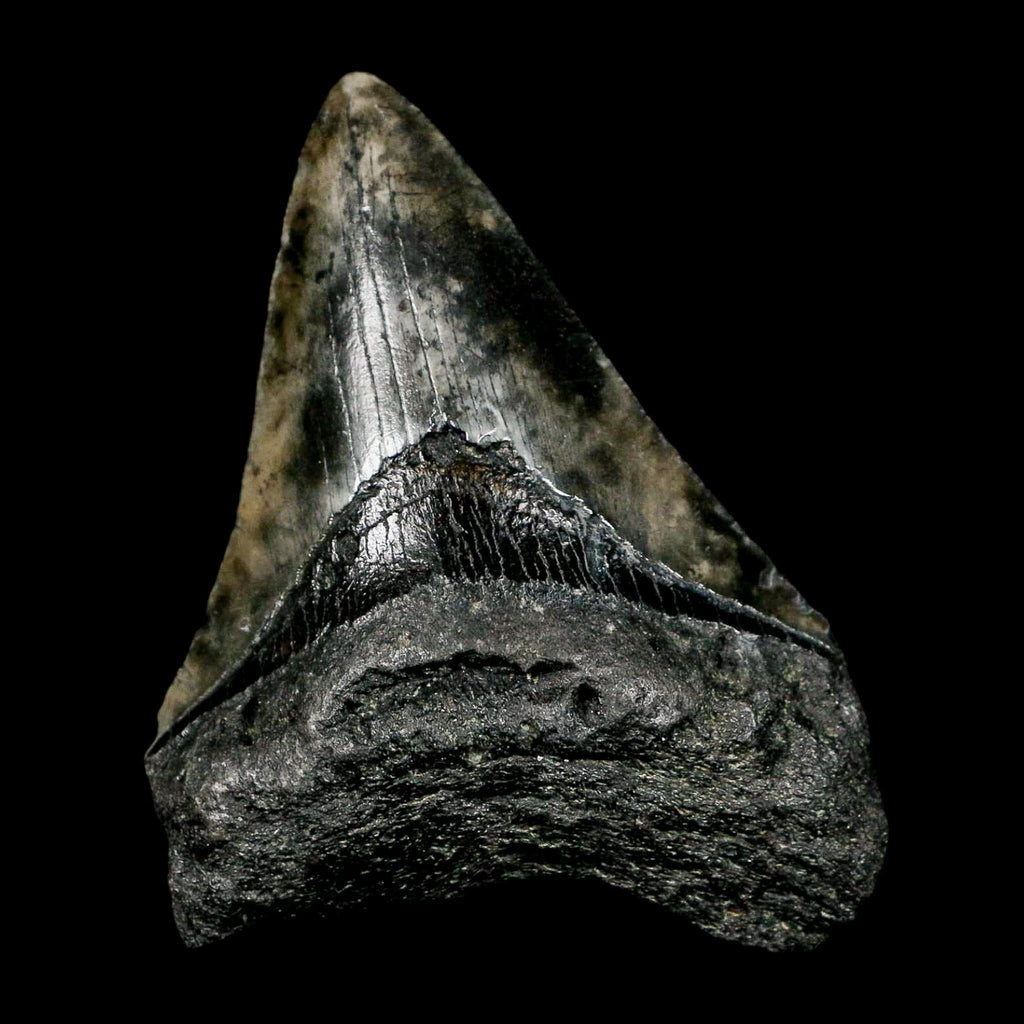 3.3" Quality Megalodon Shark Tooth Serrated Fossil Natural Miocene Age COA