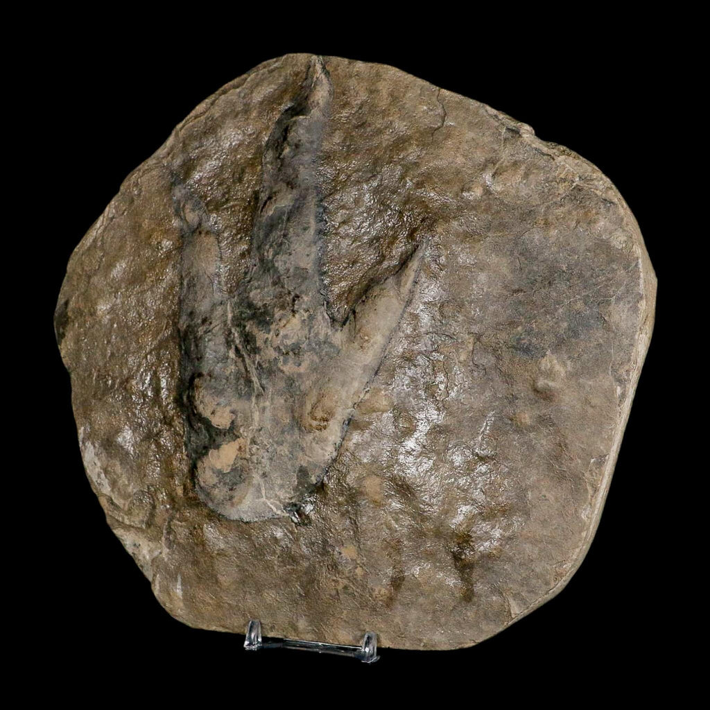 56 Grallator Variabilis Dinosaurs Tracks Foot Prints Jurassic Age ...