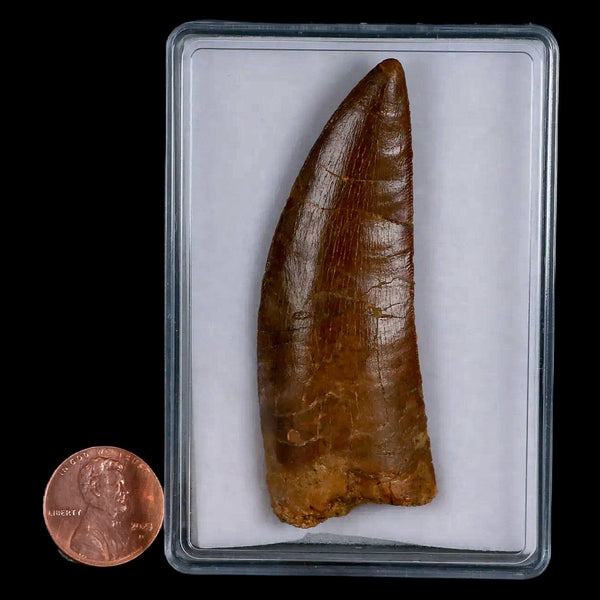 2.8" Carcharodontosaurus Fossil Tooth Cretaceous Theropod Dinosaur ...
