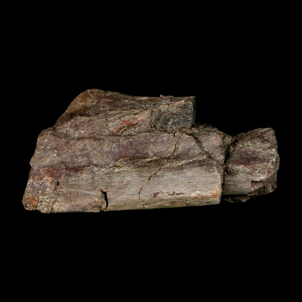 24 Maiasaura Hadrosaur Dinosaur Rib Bone Fossil Two Medicine FM Montana COA